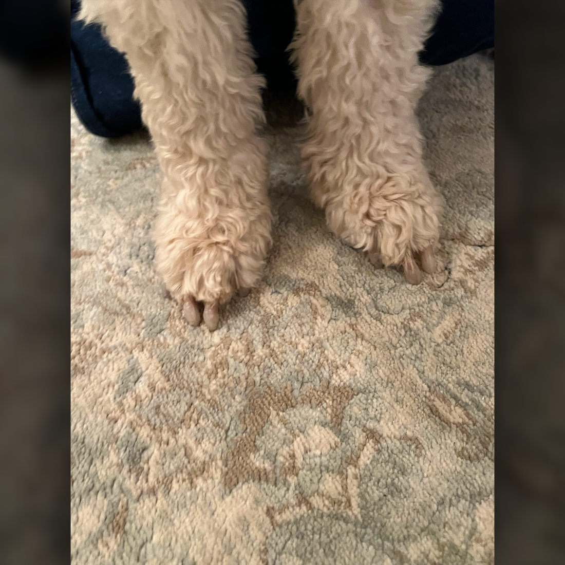 How To Apply Mag's Paw Grips